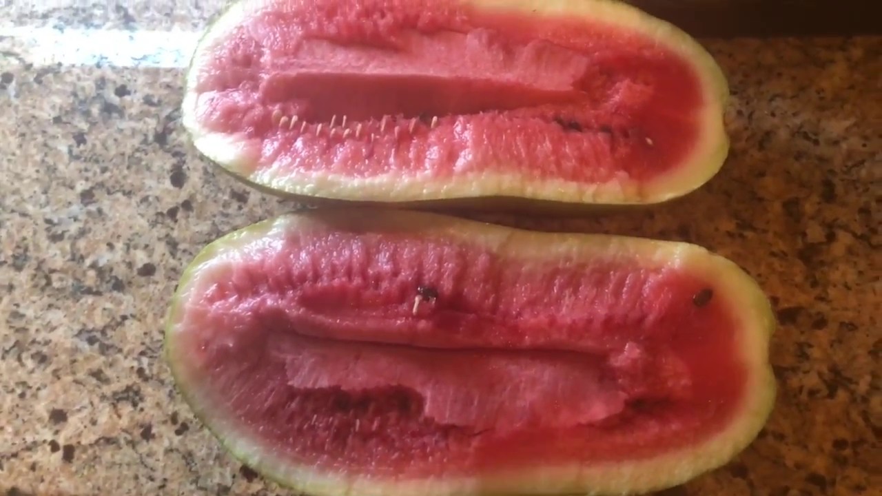 Charleston Grey Watermelon, Colorful & Aromatic - YouTube