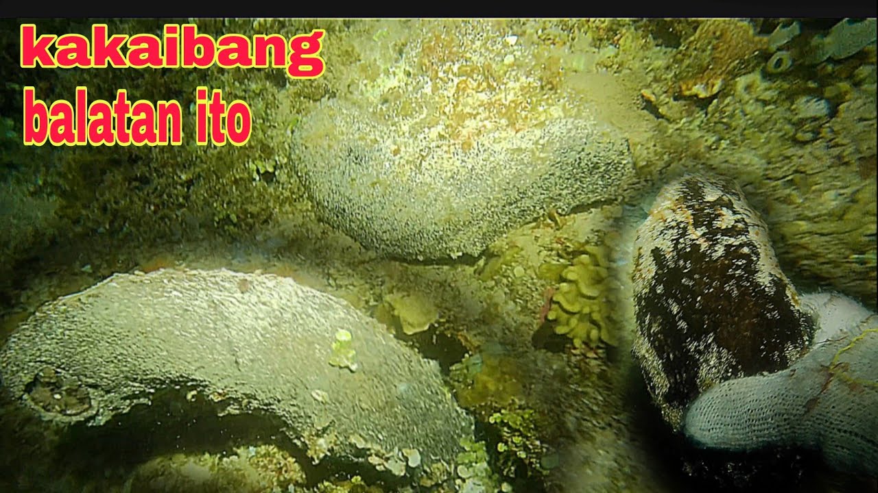 ep341.kakaibang balatan ang unang nagpakita night spearfishing ...