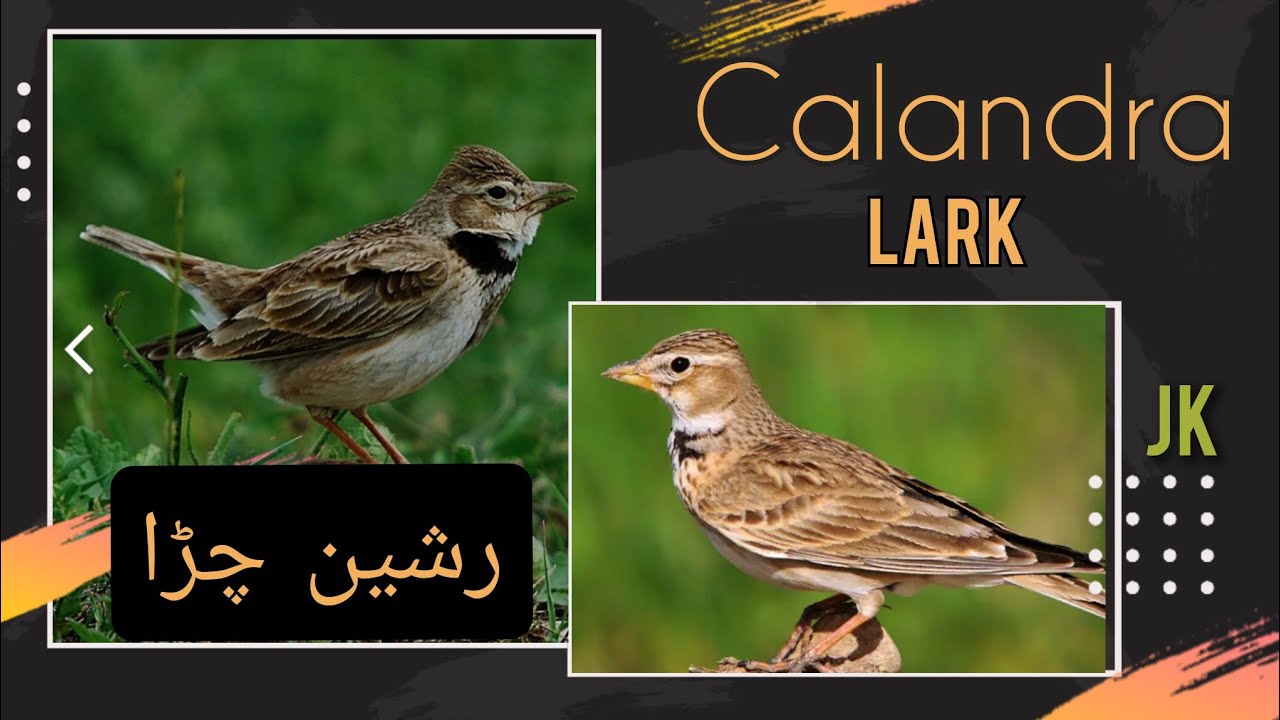 Calandra Lark (Urdu Info) رشین چڑا/lark/birds/Russian chira/hunting ...
