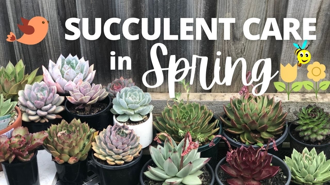 Succulent Care in SPRING - YouTube