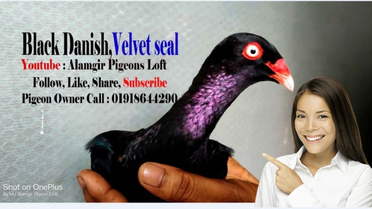 Black Danish Tumbler Pigeon Extraordinary Pigeons Video Alamgir Pigeons ...