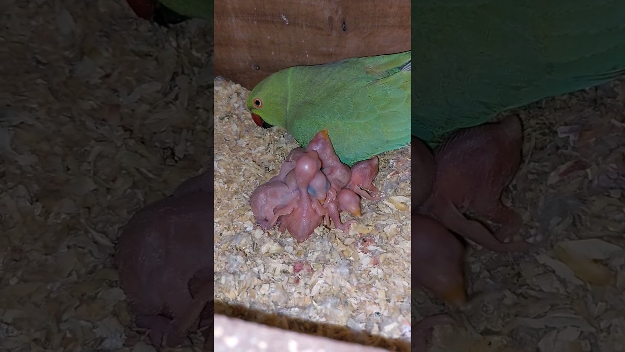 aj 1 aur pair ne chicks nikal liye #naveedahmad #ringneck ## ...