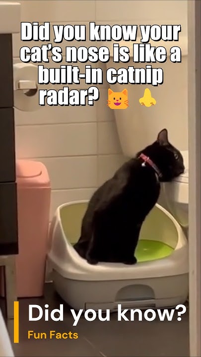 How a Cat's Nose Detects Catnip | The Science Behind Catnip Receptors - YouTube