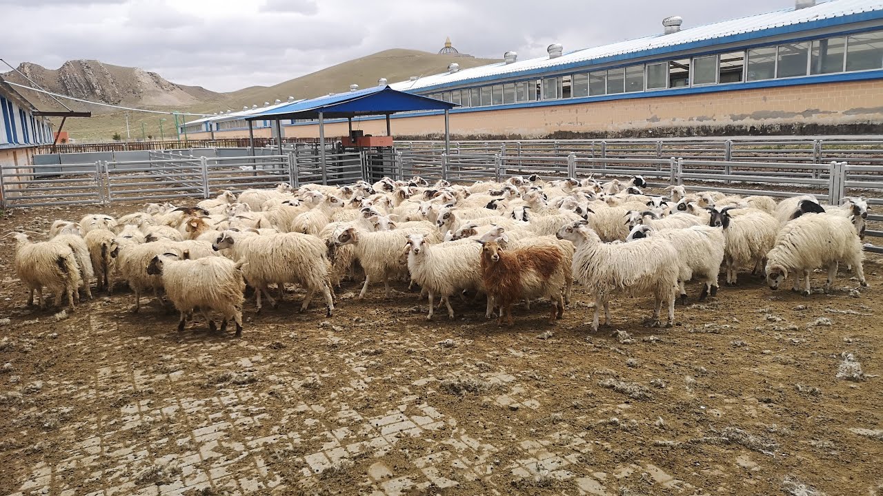 Monitoring Tibetan Sheep and Bos Grunniens with IoT Rumen Bolus - YouTube