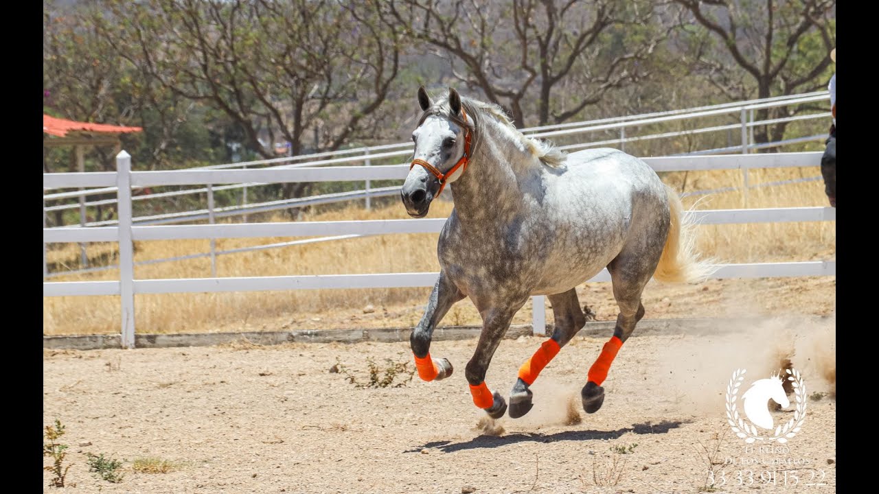 Gran Caballo P.R.E. "El Patrón" Caballo Español - YouTube