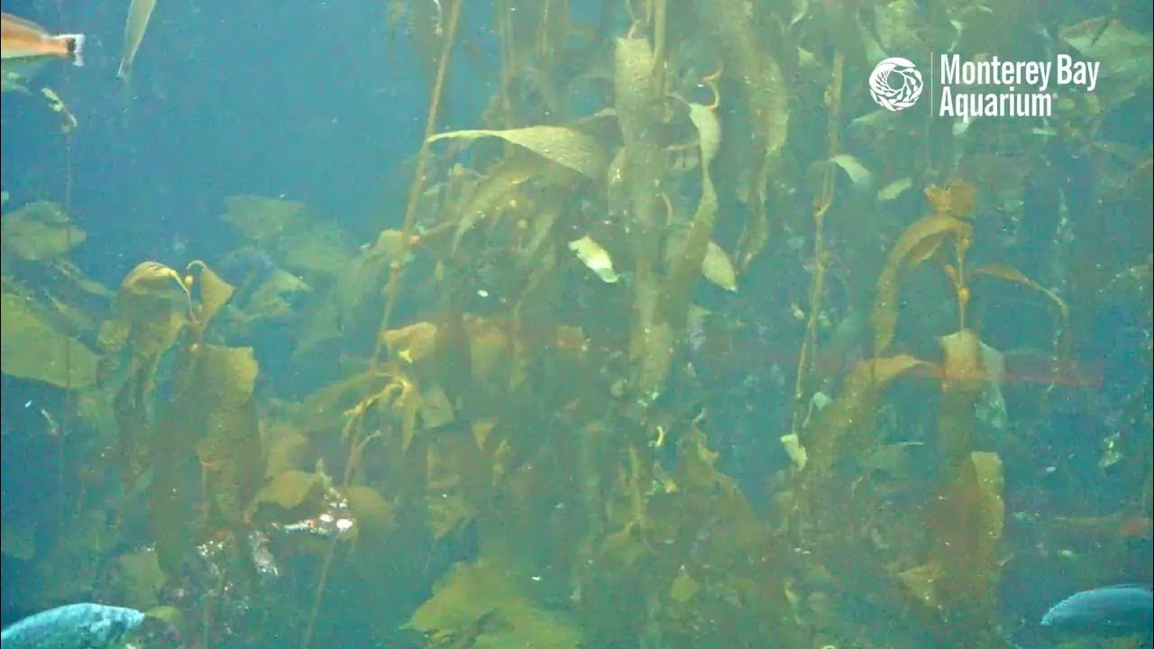 Sway to go! It's the Kelp Forest Cam! | Monterey Bay Aquarium Live Kelp ...