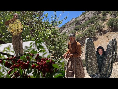 Secrets of the Zagros Forests: Harvesting Wild Cherries with Nomads