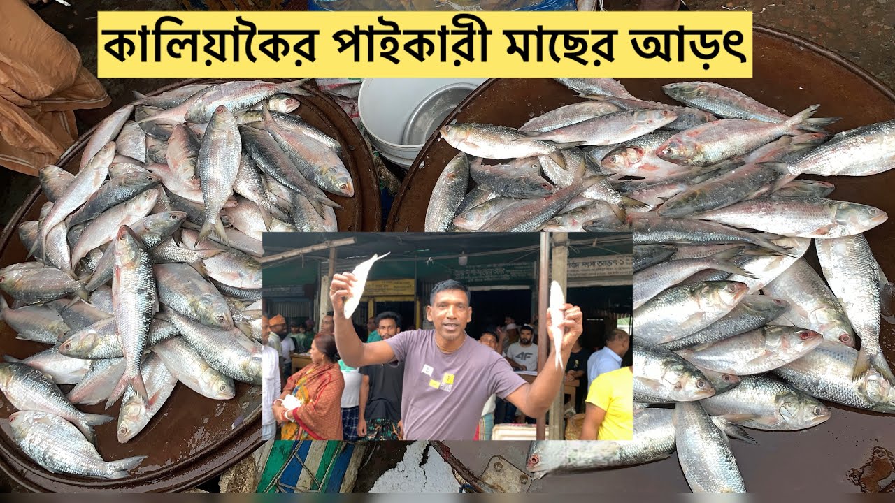Amazing different types fish selling live in Fishmarket ll how to fish ...