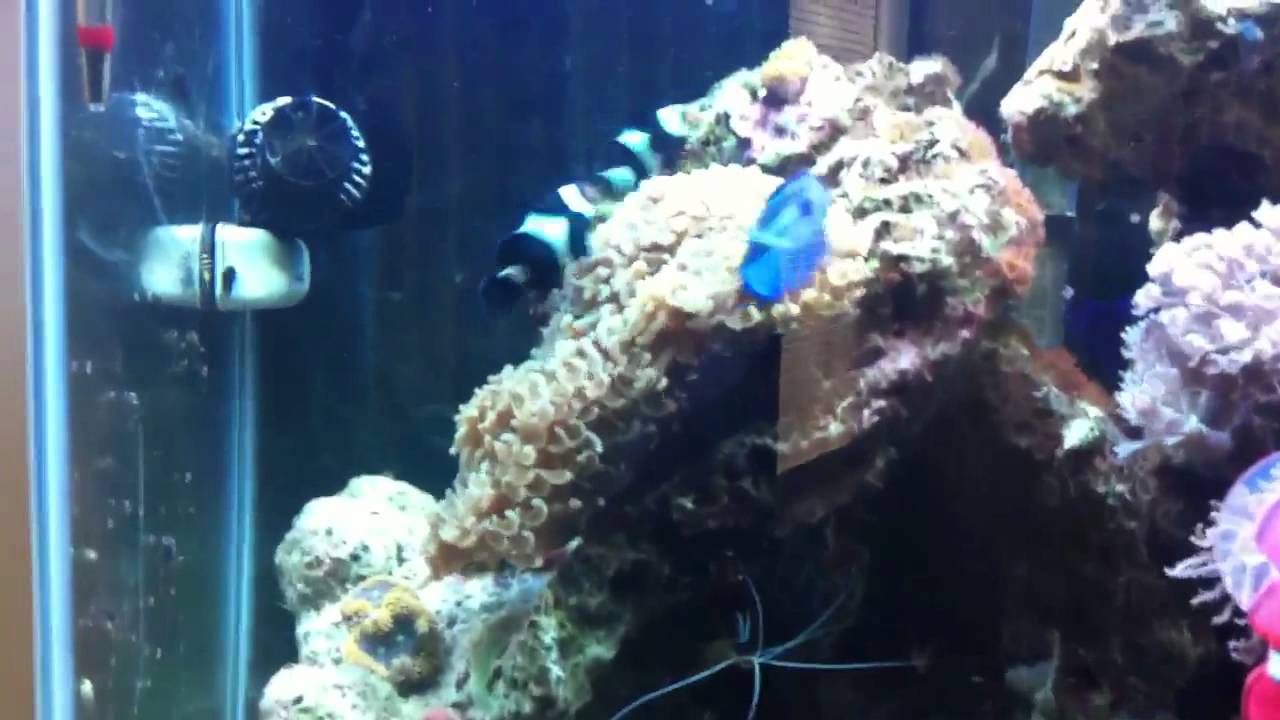 46 Bow Front Reef 5/20/11 - YouTube