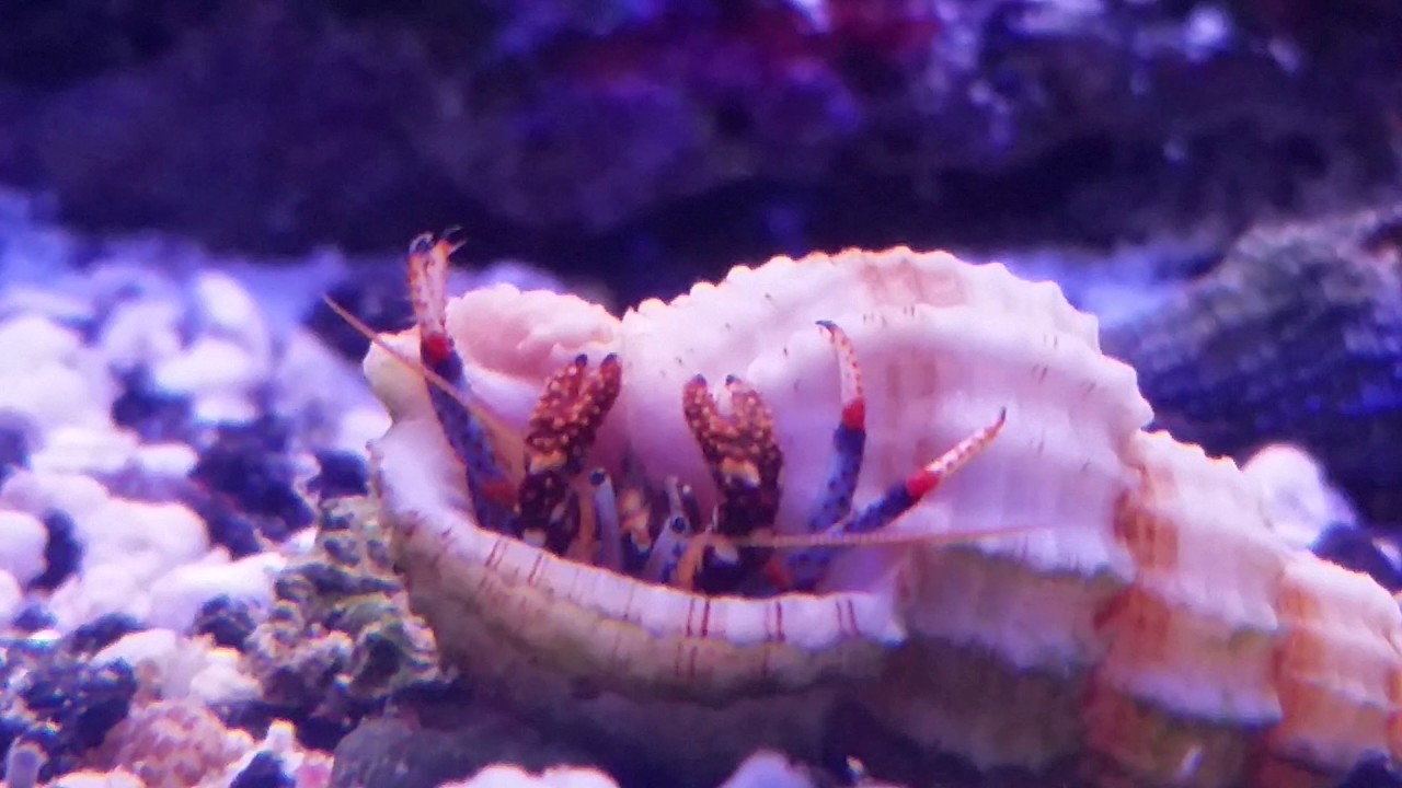 Killer Hermit Crab goes on rampage. CAUTION: DISTURBING VIDEO! (For ...