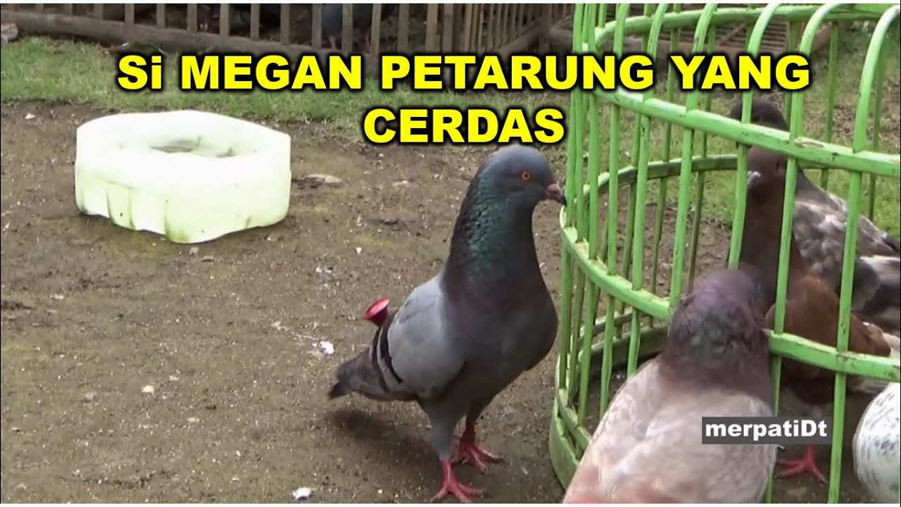 Merpati Si MEGAN Petarung CERDAS. #merpati - YouTube