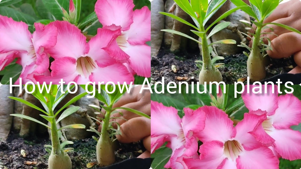 How to grow Adenium plants?|Growing Desert Rose|Soil Mix ideas for ...