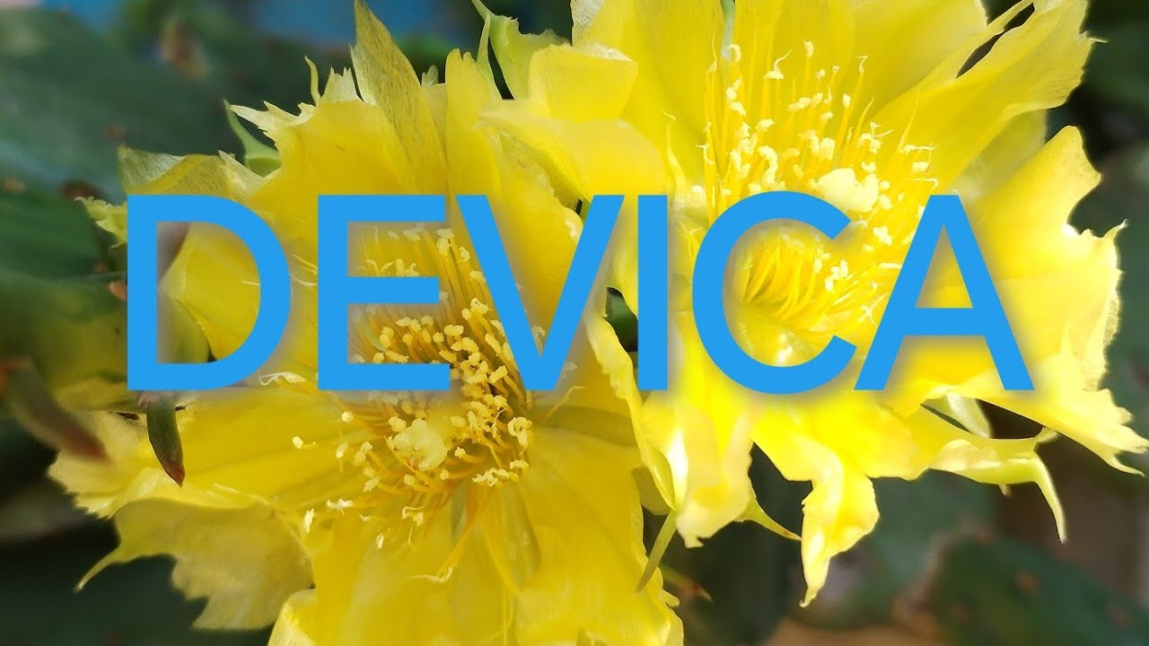 DEVICA - 10.07.-20.07. - YouTube