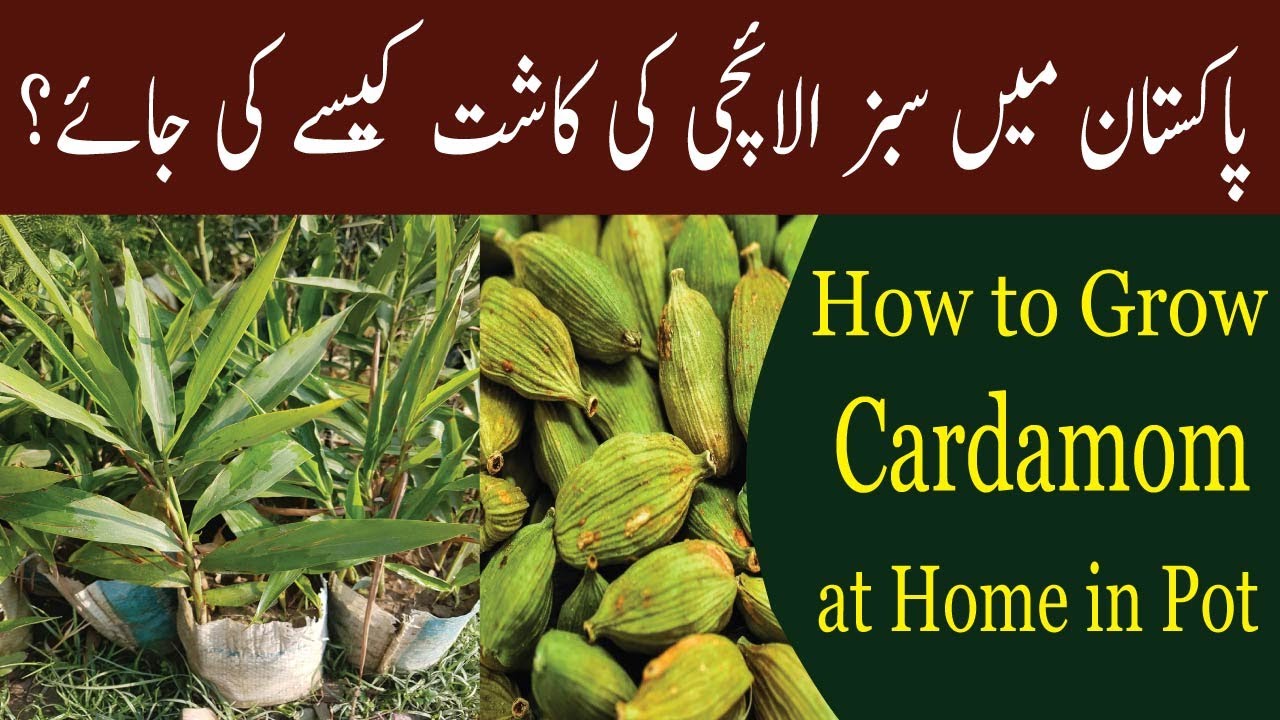 How to grow Cardamom plant from seed | How to Care Green Cardamom ...