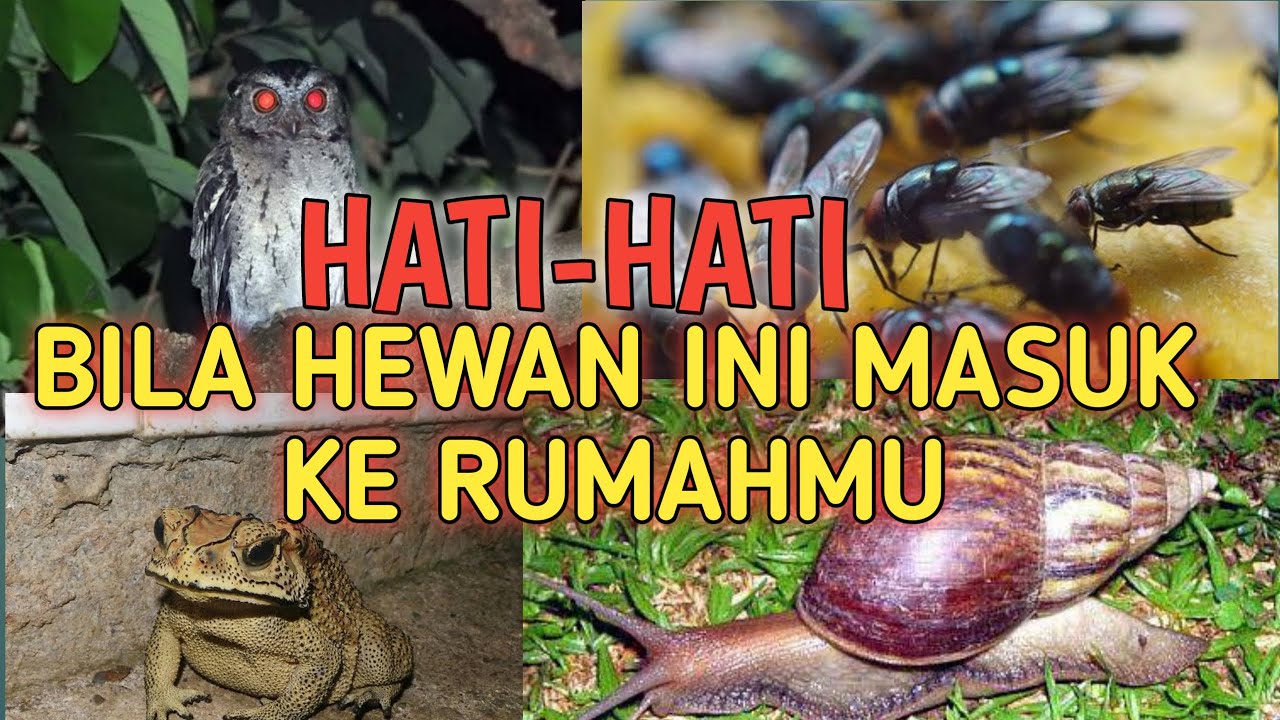 10 Arti Hewan Masuk Rumah | Hati-hati dan Waspada ! - YouTube