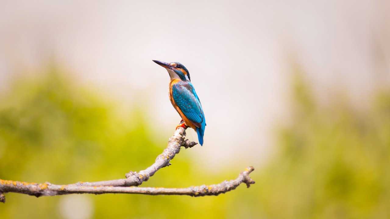 Amazing Scene of Wild Animals nature scenery. - YouTube