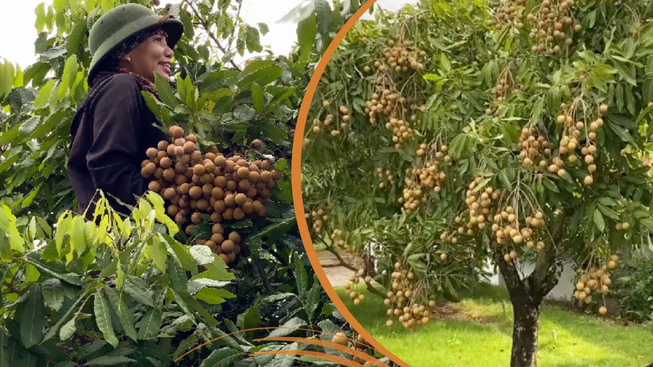 Harvesting 1 Ton of Longan to Sale | Grilled Pork with Ginger and Fermented Rice | Farm Life ...