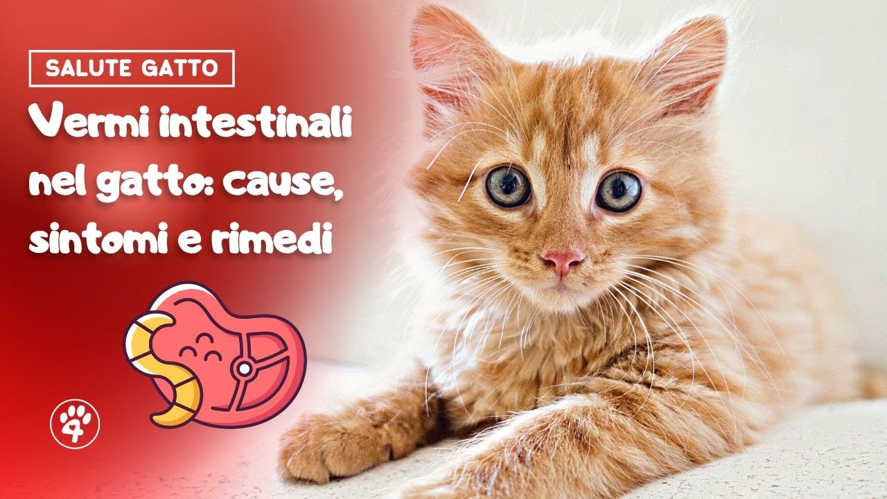Vermi intestinali nel gatto: cause, sintomi e rimedi ...