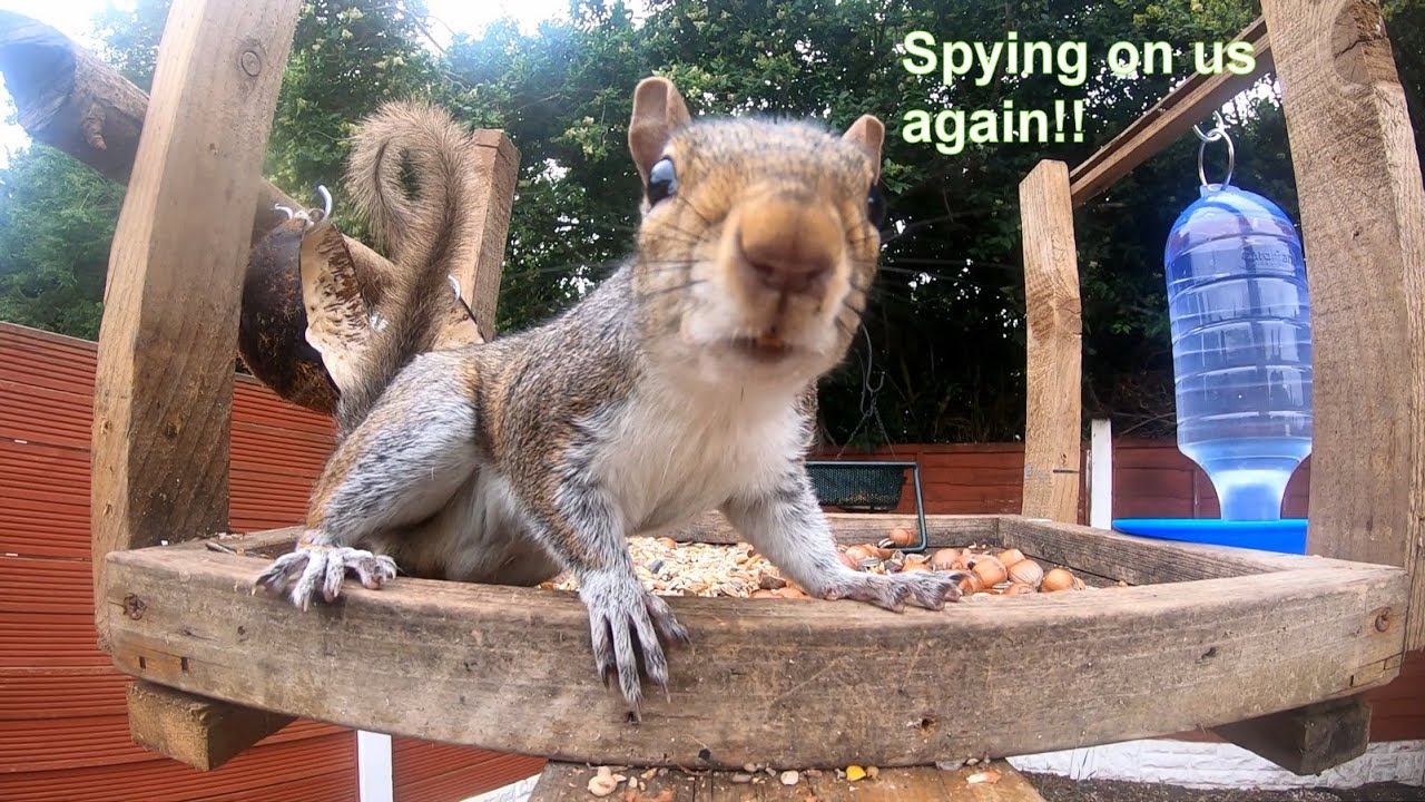 Squirrel and Pigeon close up and slow motion - YouTube