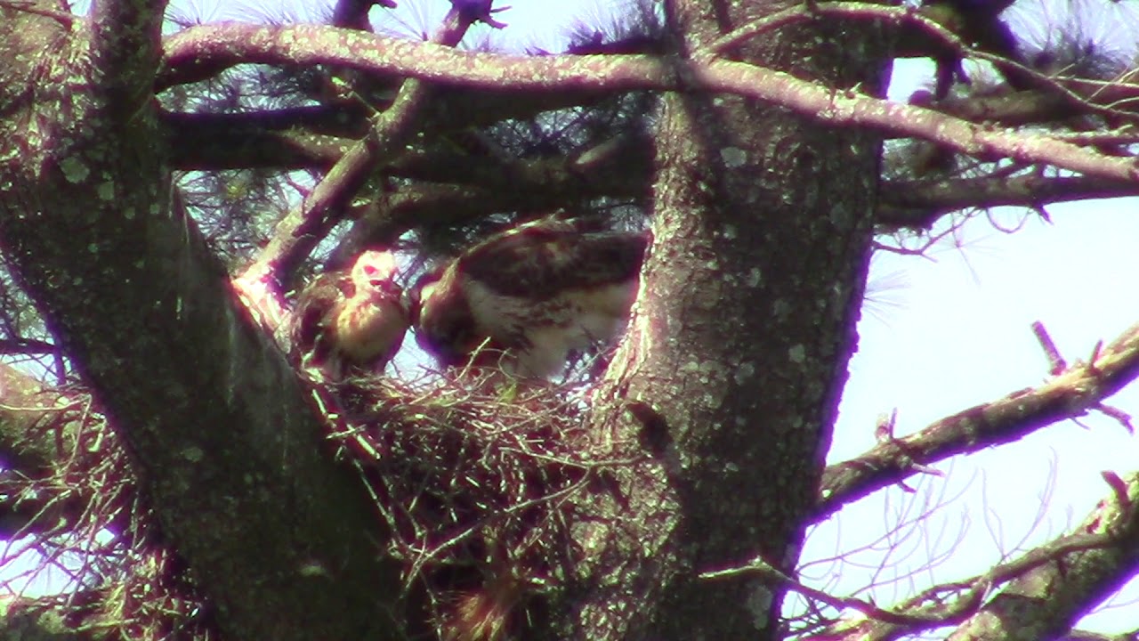 Hawk Feeding Babies - YouTube