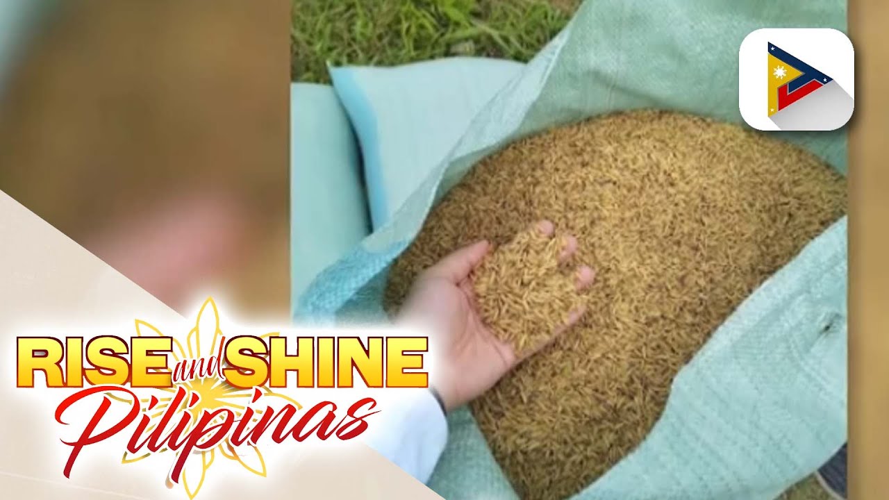 "Malusog Rice," pinag-aralan at dinevelop ng PRRI at IRRI - YouTube