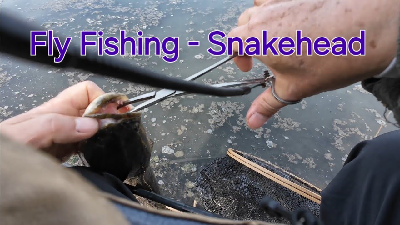 Fly Fishing - Snakehead On The Fly - YouTube