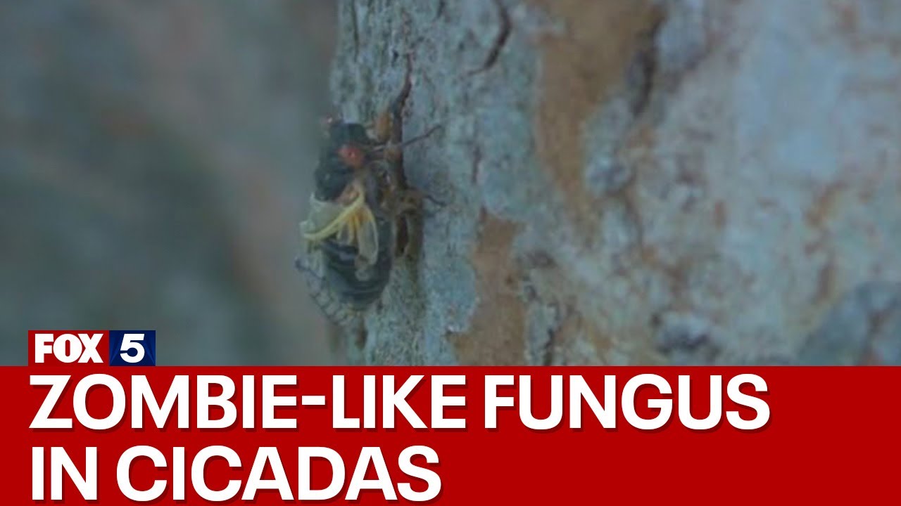 Zombie-like fungus in cicadas - YouTube