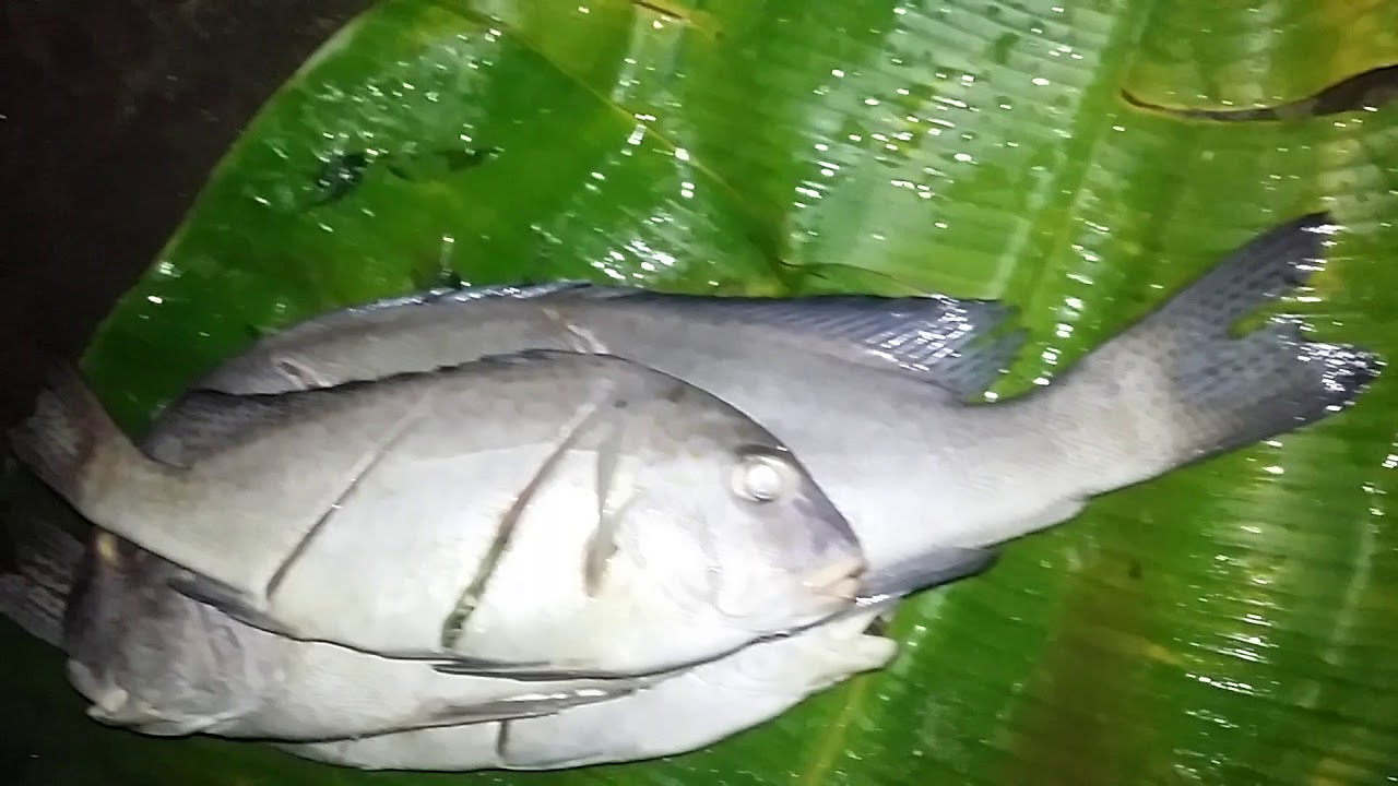 Bakar ikan seminyak gaesz - YouTube