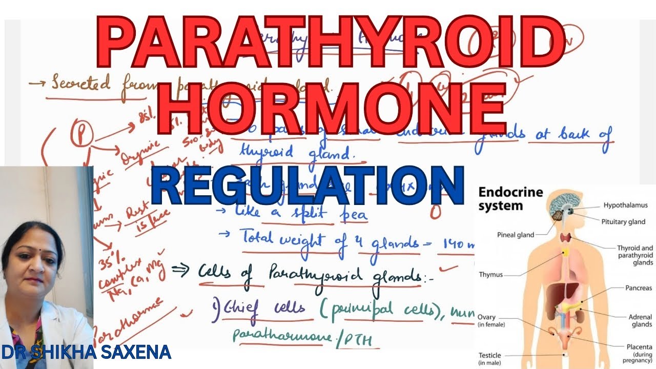 Parathyroid hormone- Parathyroid gland-Introduction, Regulation of ...