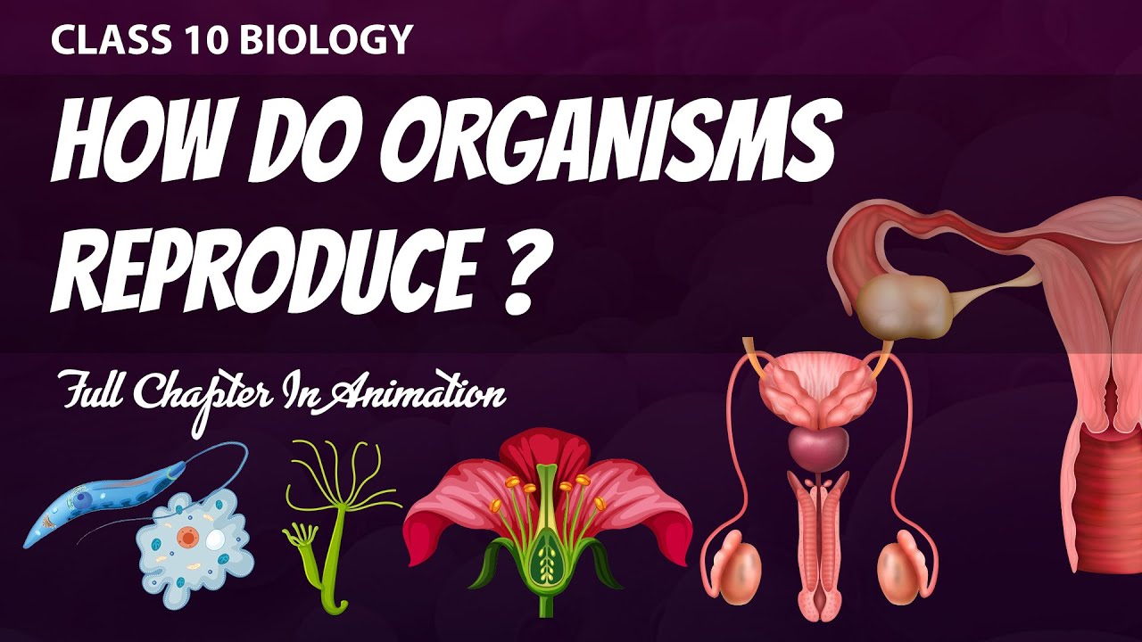 How Do Organisms Reproduce Full Chapter🔥 in Animation |Class 10th ...