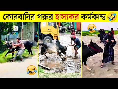 অস্থির সব কোরবানির গরু #2😂 osthir bangali | bangla funny video 2026 | Eid funny video | funny facts