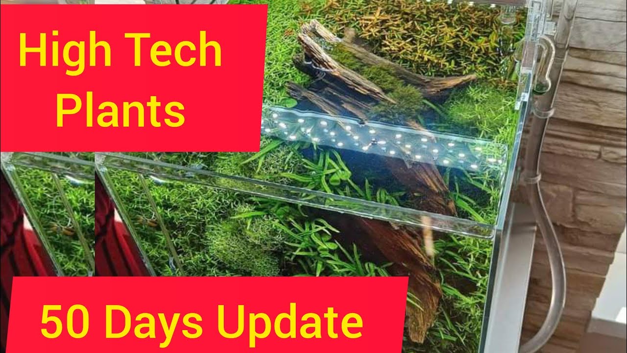 High Tech Planted Aquarium 51 Days Update - YouTube