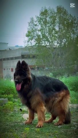 Only Shok not for sale black n tn lover - YouTube