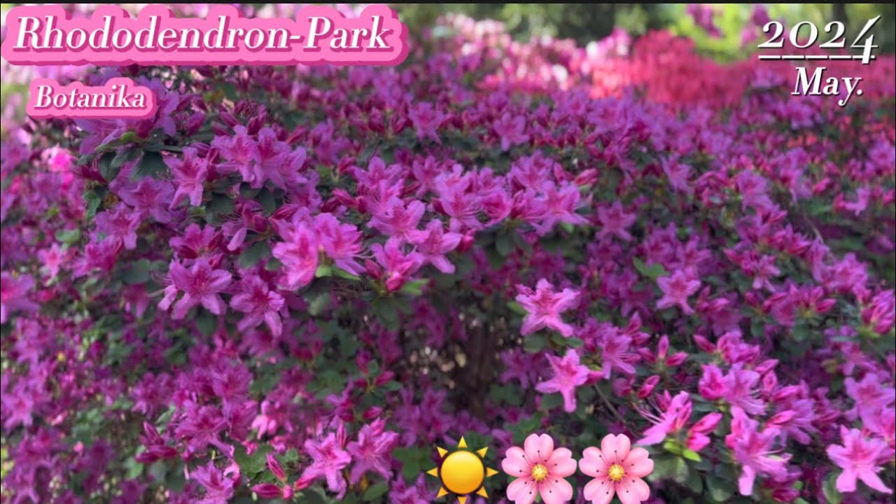 Rhododendron-Park/Deliusweg/botanika🍀/relax - YouTube