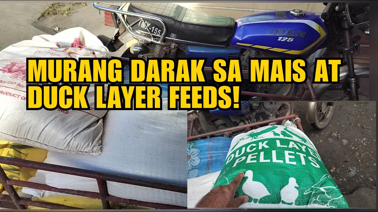 MURANG DARAK SA MAIS AT DUCK LAYER FEEDS! - YouTube
