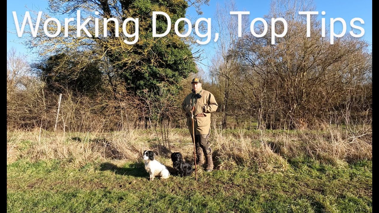 Gun Dog Training | Top Tips | Working Cocker Spaniels - YouTube