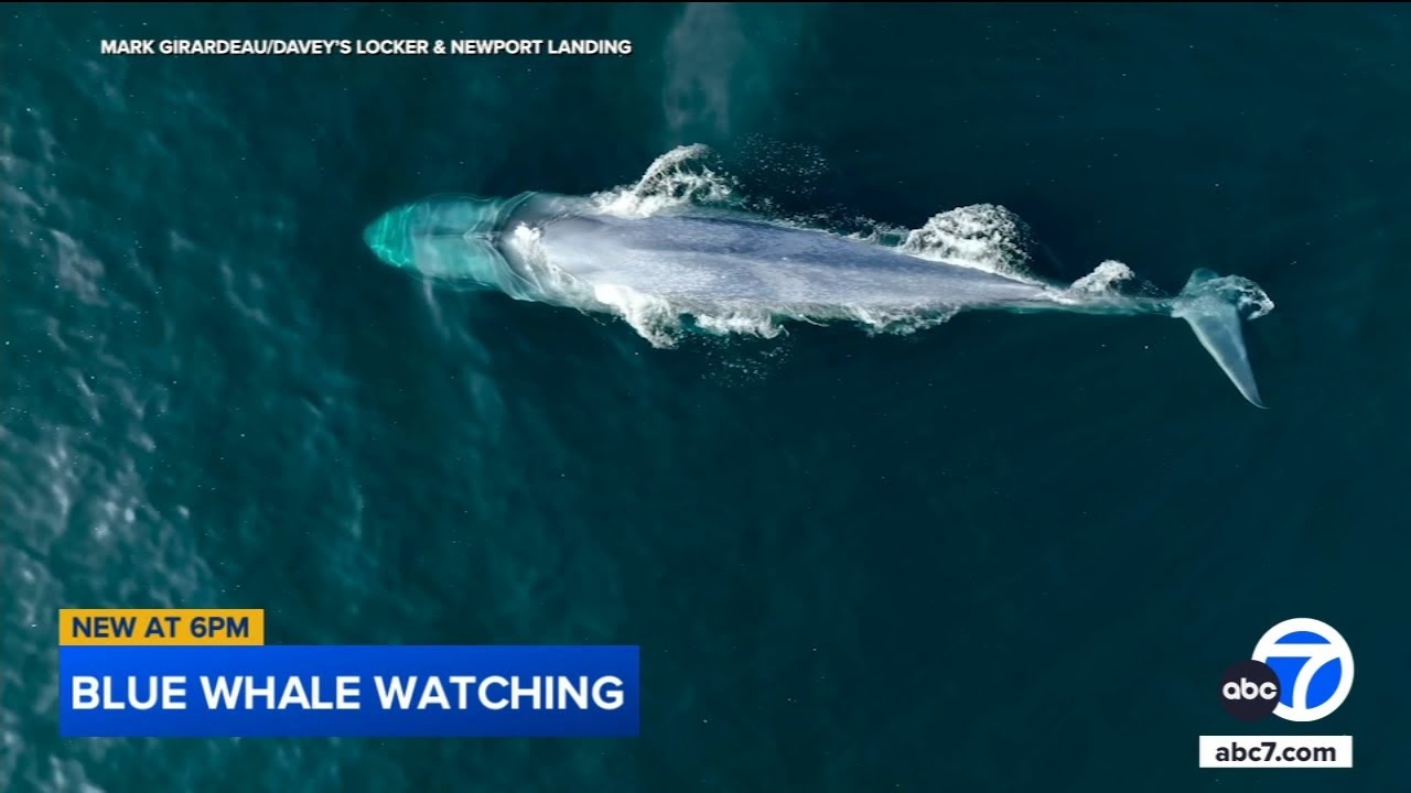 Whale sightings on the rise off SoCal coast. Here's why - YouTube