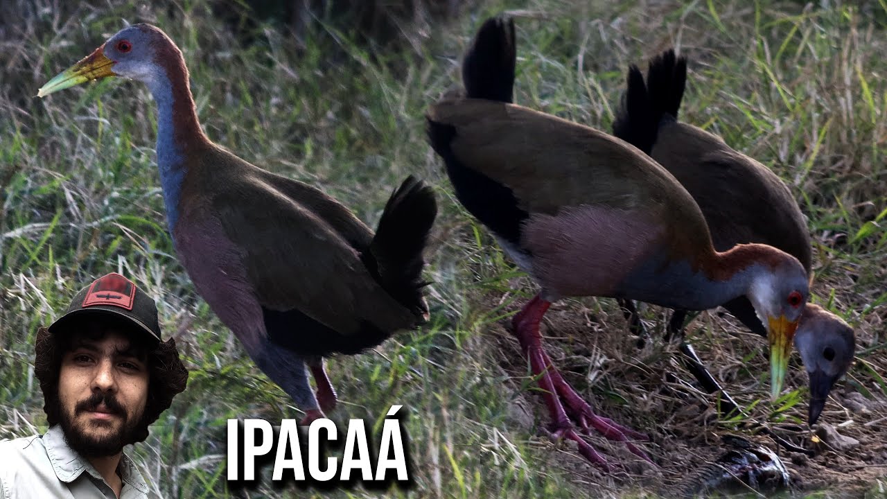 Ipacaá 4K (Aramides ypecaha) Giant wood rail, Rascón cuello rojo ...