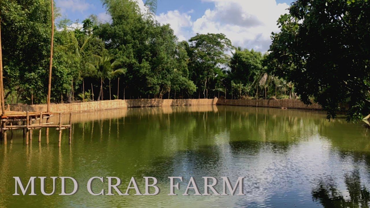 Mud Crab Farm Tour - YouTube