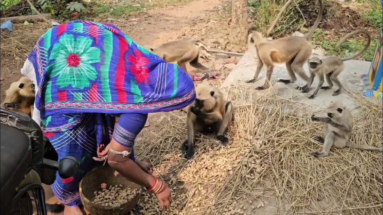 Leader langoor's sharp eyes and quick jumping is very interesting. - YouTube