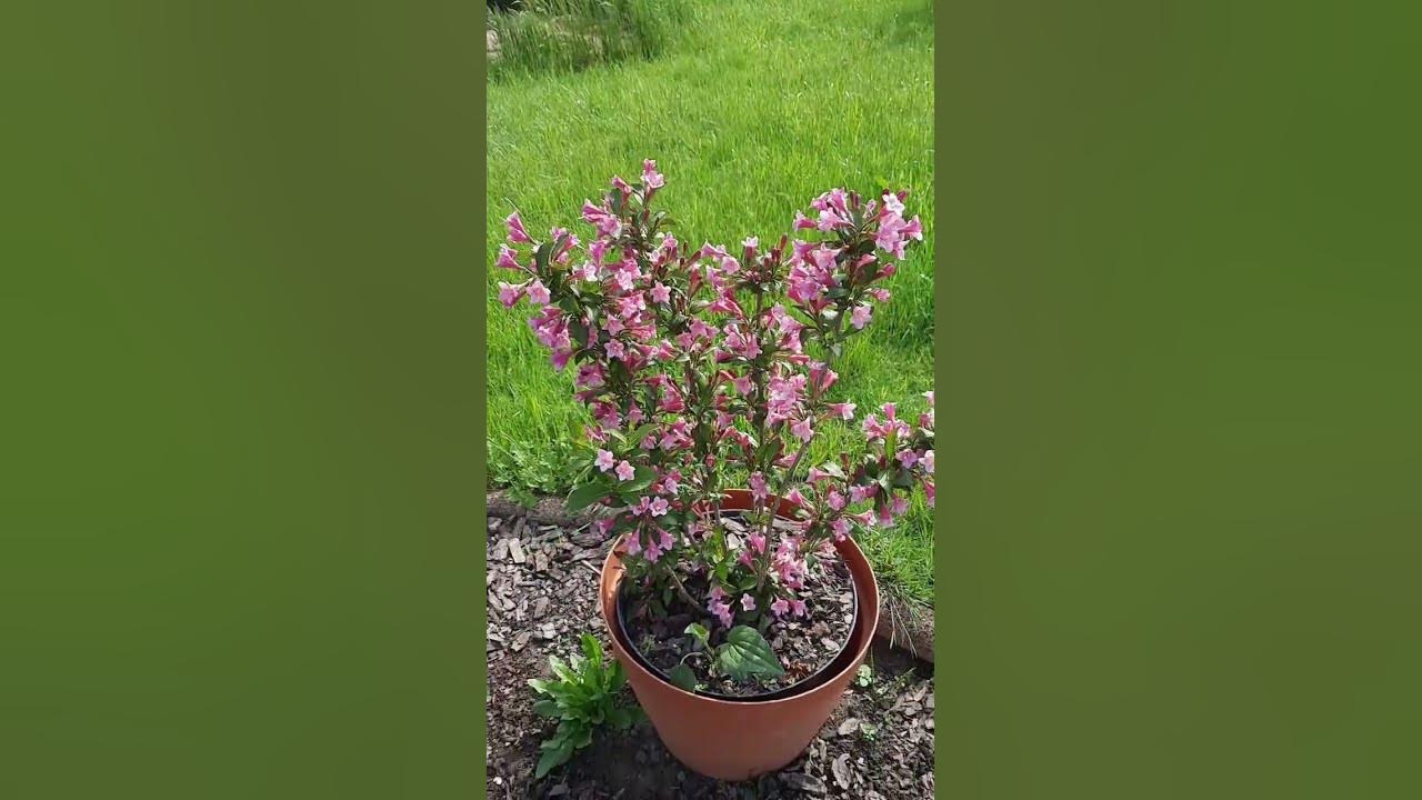 ВЕЙГЕЛА СОРТ СТИРИАКА. WEIGELA "STYRIACA". 24.05.2023 - YouTube