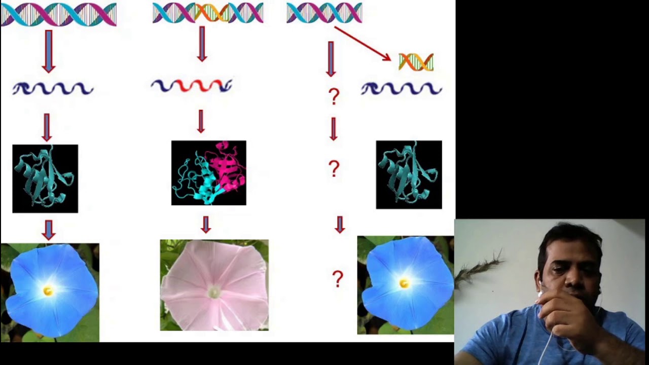 Transposable elements- AC-DS System - YouTube
