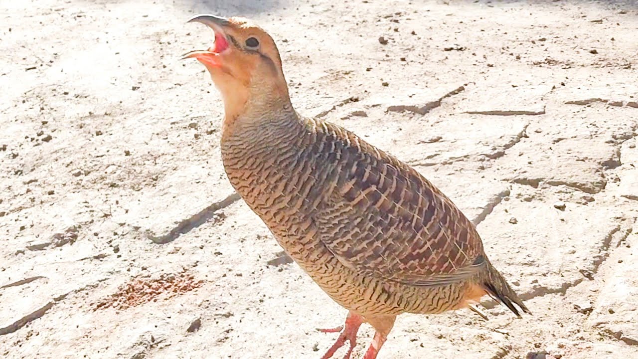 Teetar Ki Awaz | Grey Francolin | Teetar Fight | Teetar Voice | تیتر کی ...