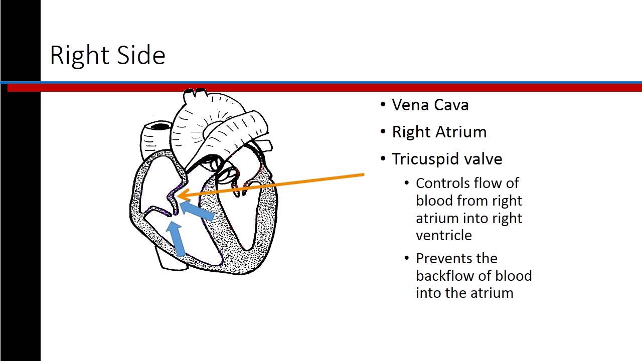 Phlebotomy Lesson 2.6 Cardiac Blood Flow - YouTube