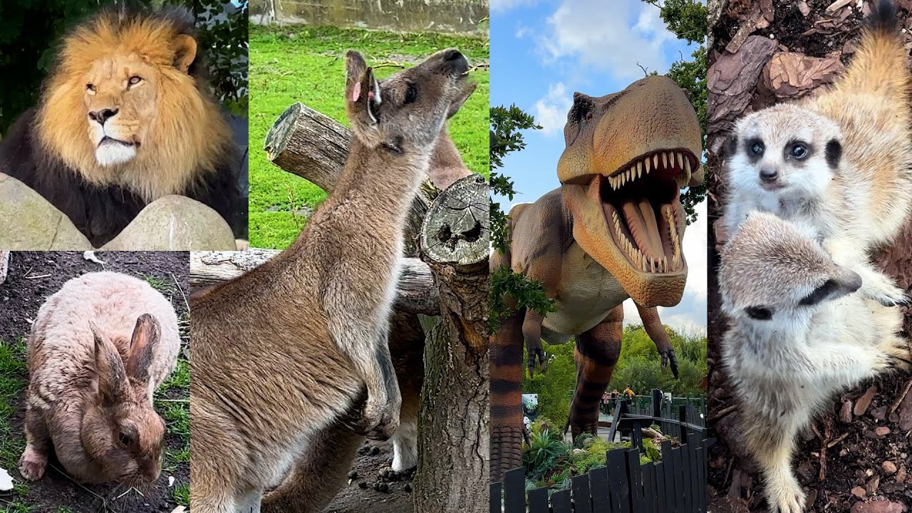 Copenhagen København Zoo Denmark Zoologisk Have Danmark 2023 4K 60fps ...