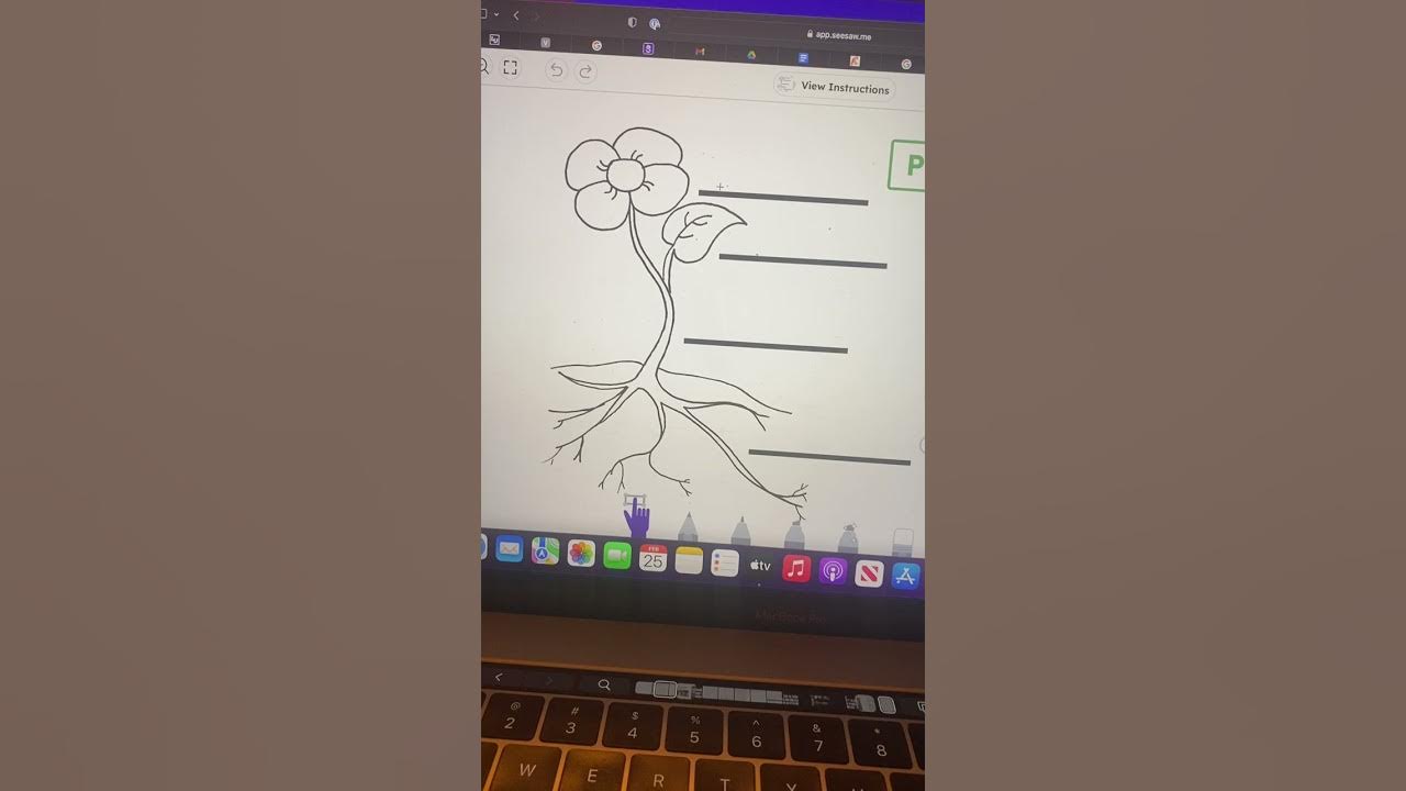 Plant Parts and Plant Needs Assessment using Seesaw - YouTube