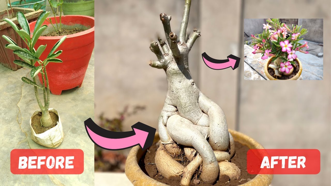 Get a FAT Caudex | How To Make Adenium Caudex 5 Times Thicker?| Adenium ...