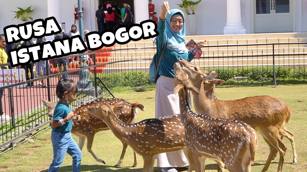 Kasih Makan Rusa Di Istana Bogor 🇮🇩 - YouTube