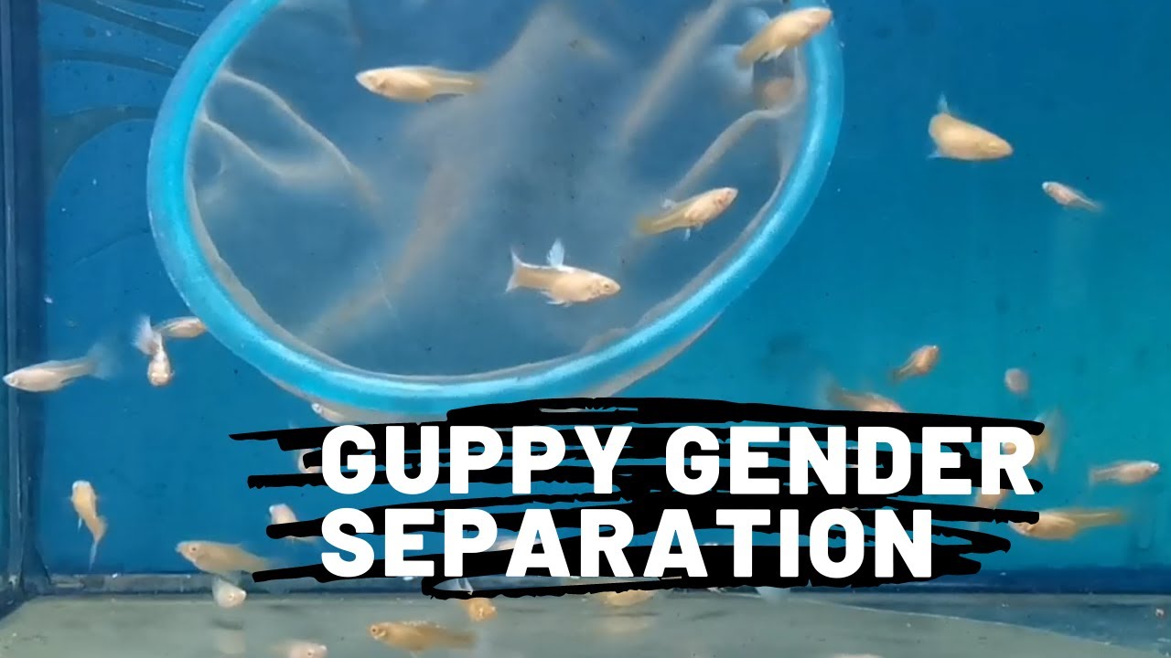 Guppy Gender Separation and Culling | Basics Guppy Keeping Vlog - 17 ...