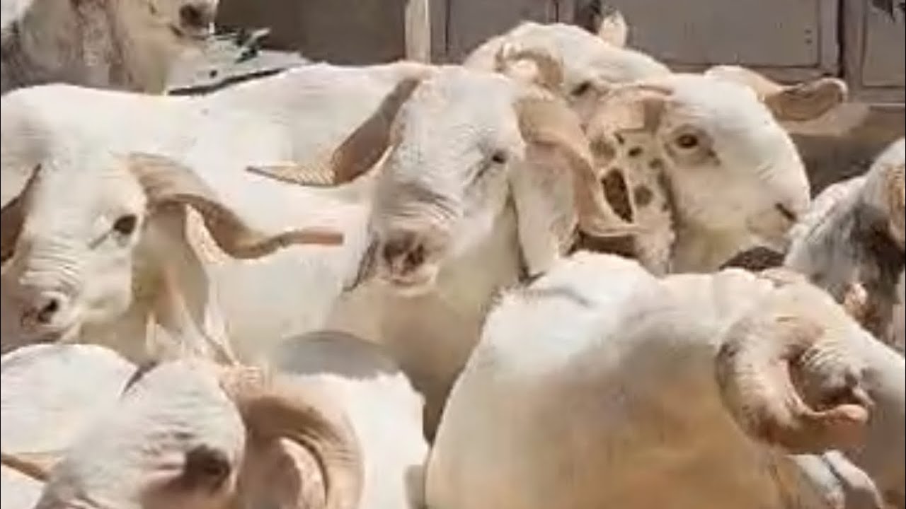 🚨Élevage de mouton: faire l’embouche uniquement pour la tabaski est un ...